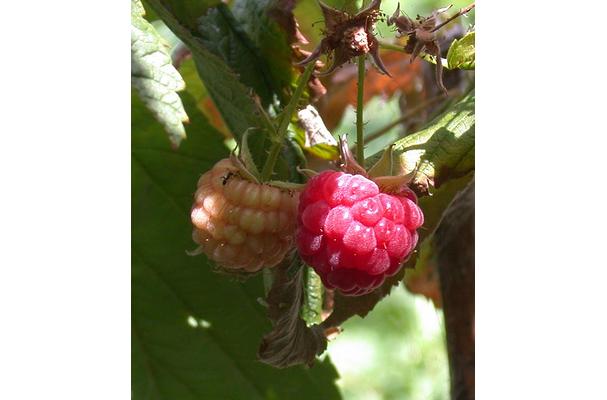 Foodista | Recipes, Cooking Tips, and Food News | Heritage Raspberries