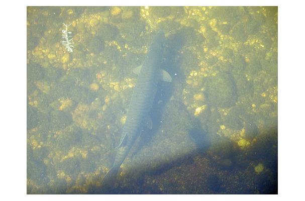 Foodista | Recipes, Cooking Tips, and Food News | Muskellunge