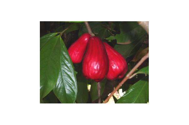 Foodista | Recipes, Cooking Tips, and Food News | Pommerac