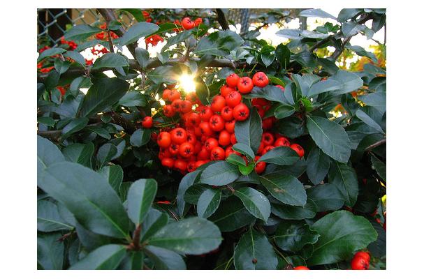 Foodista | Recipes, Cooking Tips, and Food News | Sunberry