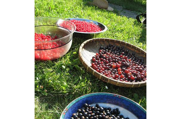 Foodista | Recipes, Cooking Tips, and Food News | Jostaberry Currants