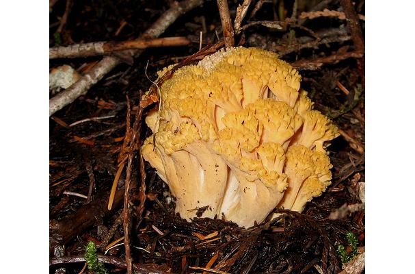 Foodista | Recipes, Cooking Tips, and Food News | Coral Mushrooms