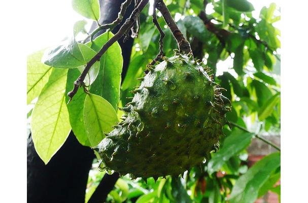 Foodista | Recipes, Cooking Tips, and Food News | Soursop