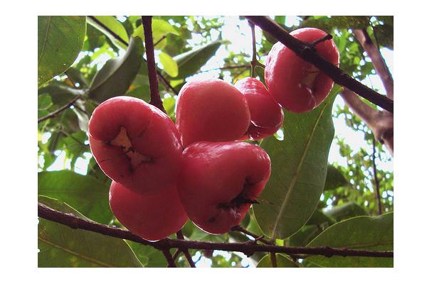 Foodista | Recipes, Cooking Tips, and Food News | Rose Apple