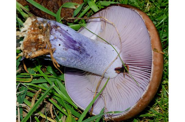 Foodista | Recipes, Cooking Tips, and Food News | Wood Blewit